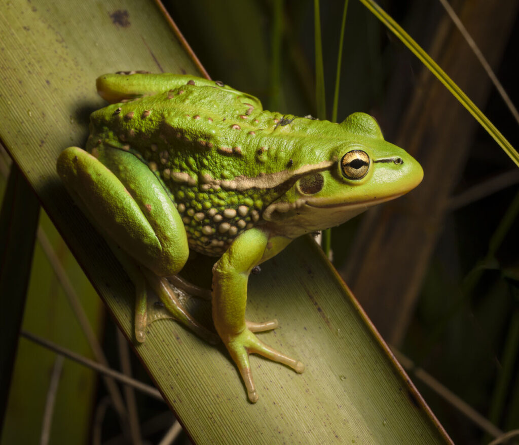 Frog - © Alan Ofsoski - Rotorua Camera Club