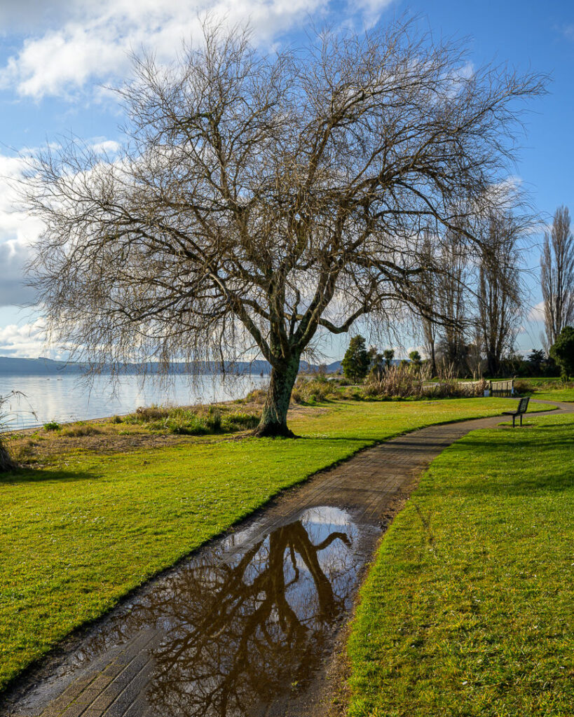 Puddle in the Path - © Brian Milner - Rotorua Camera Club