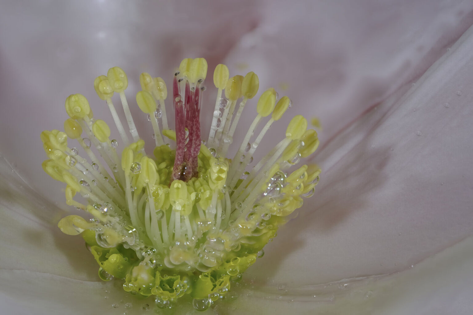 Hellebore - © Anne Riddle - Rotorua Camera Club