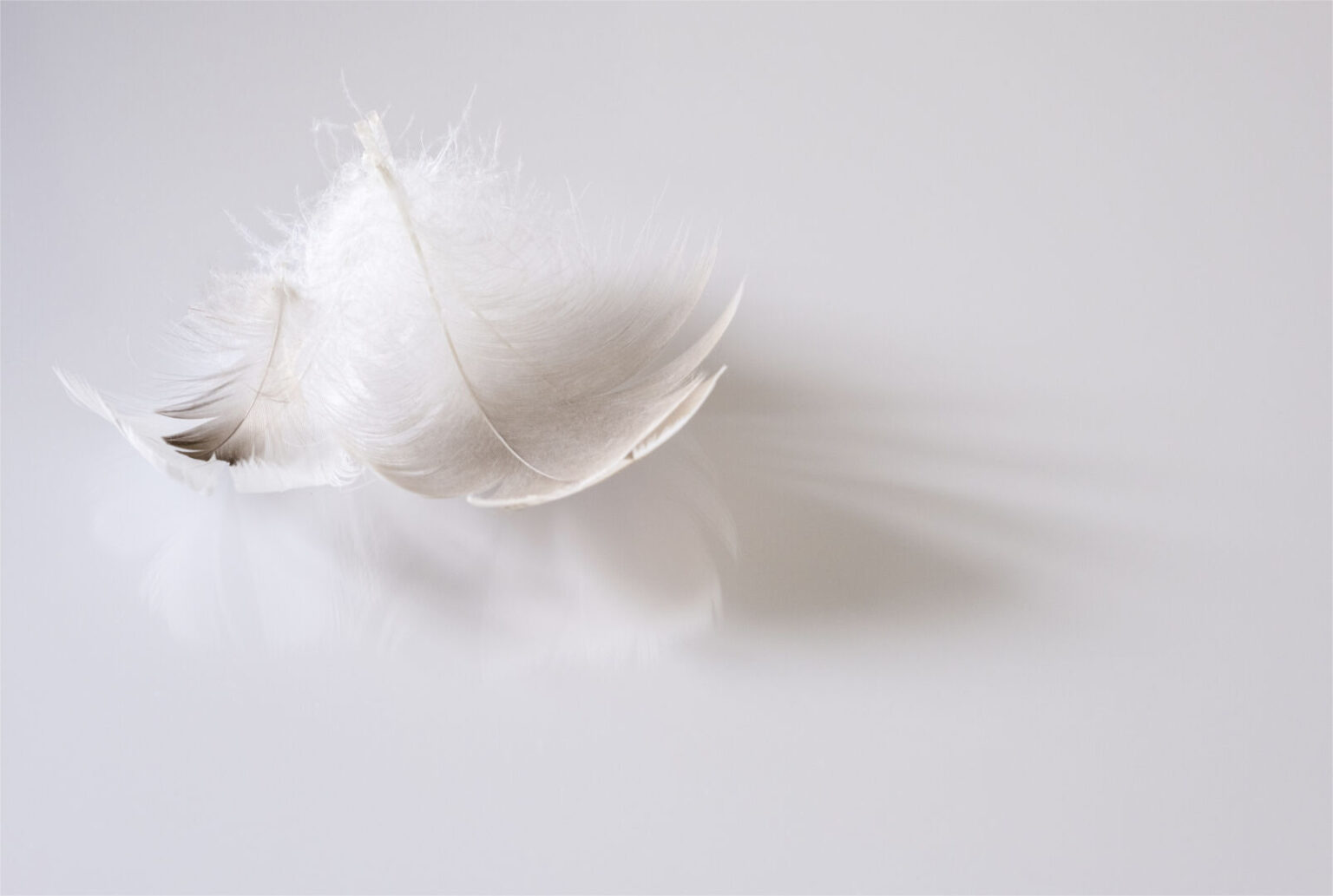 Resting - © Anne Riddle - Rotorua Camera Club