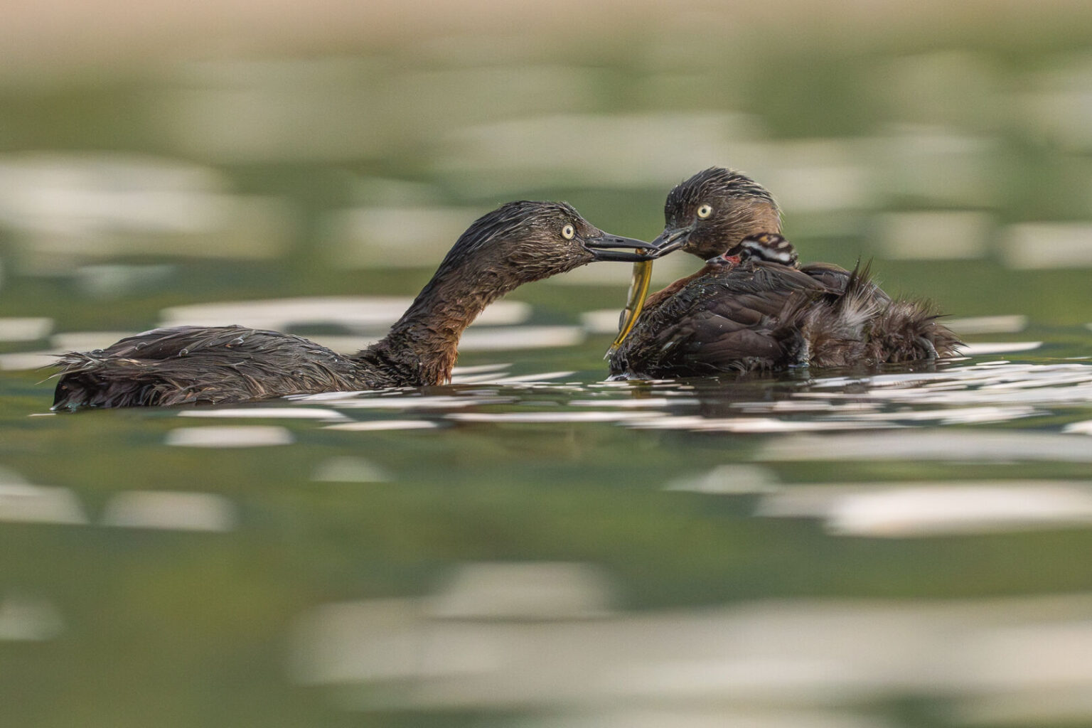 The food pass - © Mike Vincent - Rotorua Camera Club