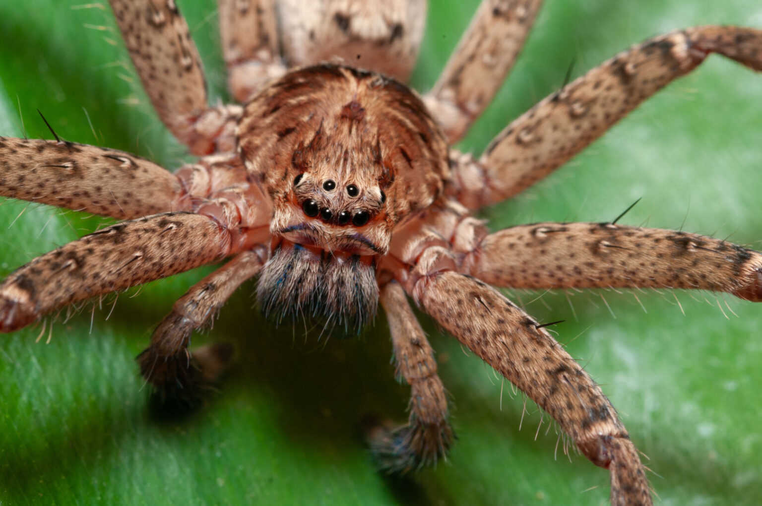 Spider Eyes - © Connor McNamara-Spackham - Rotorua Camera Club