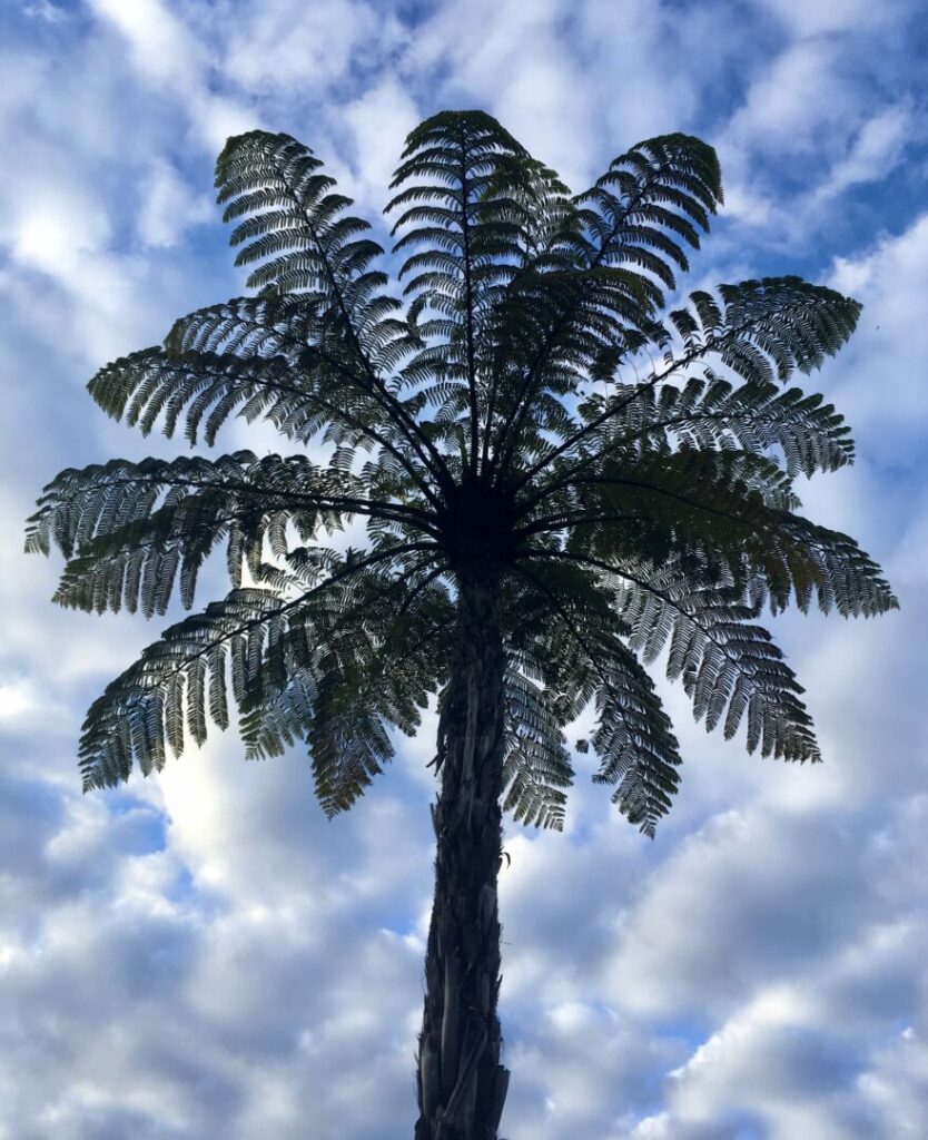 Tree Fern - © Maria McLean - Rotorua Camera Club