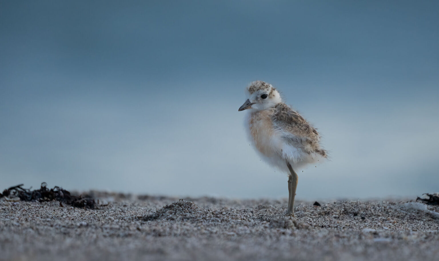 NATURE #3 - New Zealand Dotterel chick - © Mike Vincent - Rotorua ...